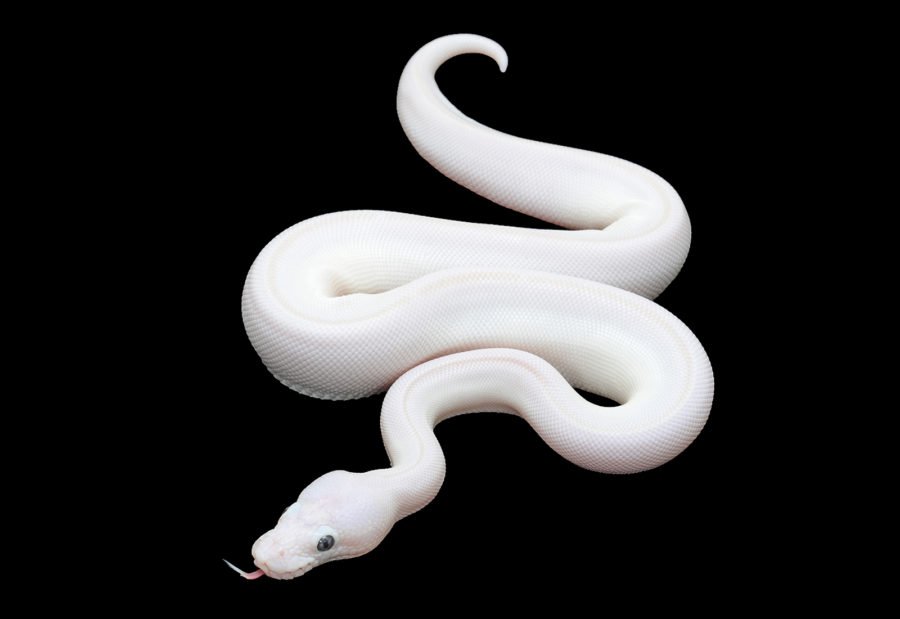 The White Serpent - thezaurus.com